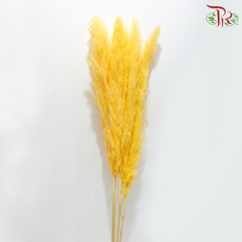 Dry Pampas 115 -120cm - Red (5 Stems) – Pudu Ria Florist