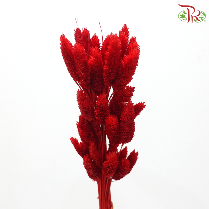 Dry Phalaris - Dark Red (Per Bunch) – Pudu Ria Florist