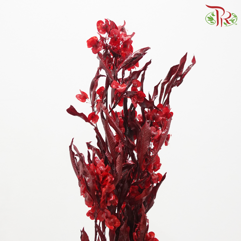 Dry Triangular Prism - Dark Red (Per Bunch) – Pudu Ria Florist