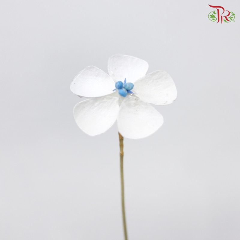 Dry Violet - Blue Heart (10 Stems) – Pudu Ria Florist