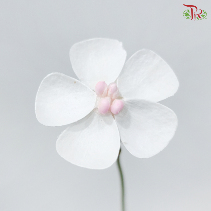 Dry Violet - Pink Heart (10 Stems) – Pudu Ria Florist