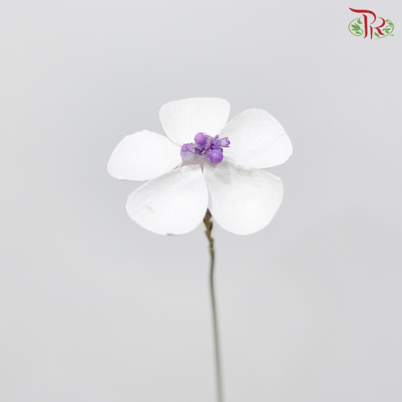 Dry Violet - Purple Heart (10 Stems) – Pudu Ria Florist