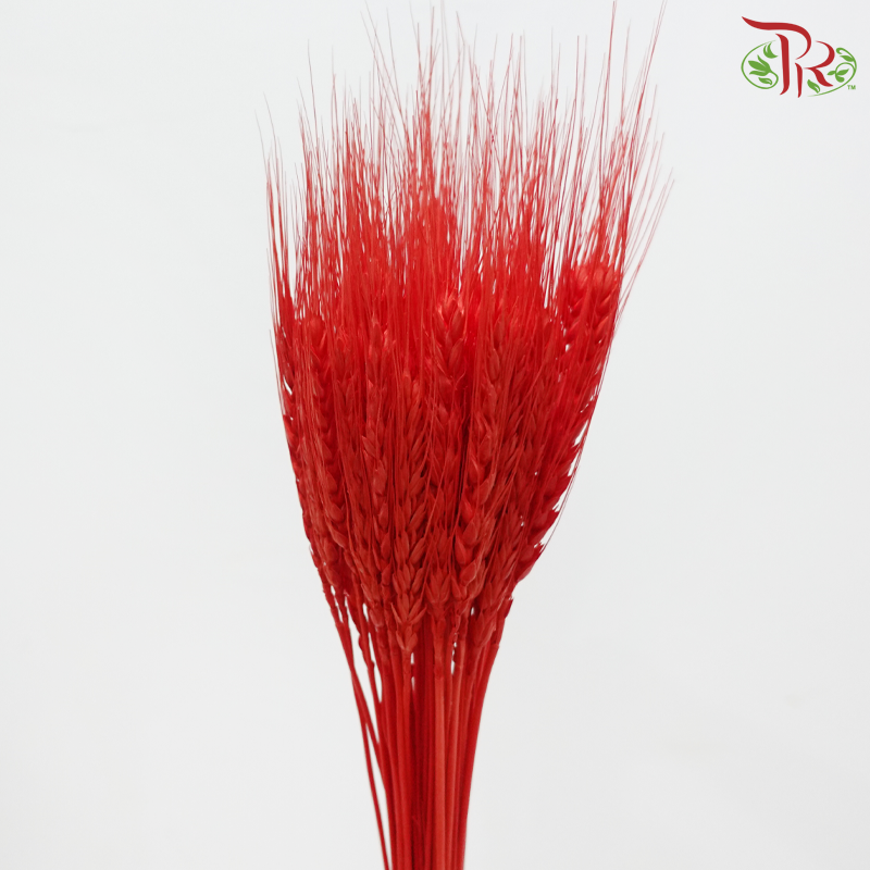 Dry Dyed Wheatgrass / Tarwe - Red (Per Bunch) – Pudu Ria Florist