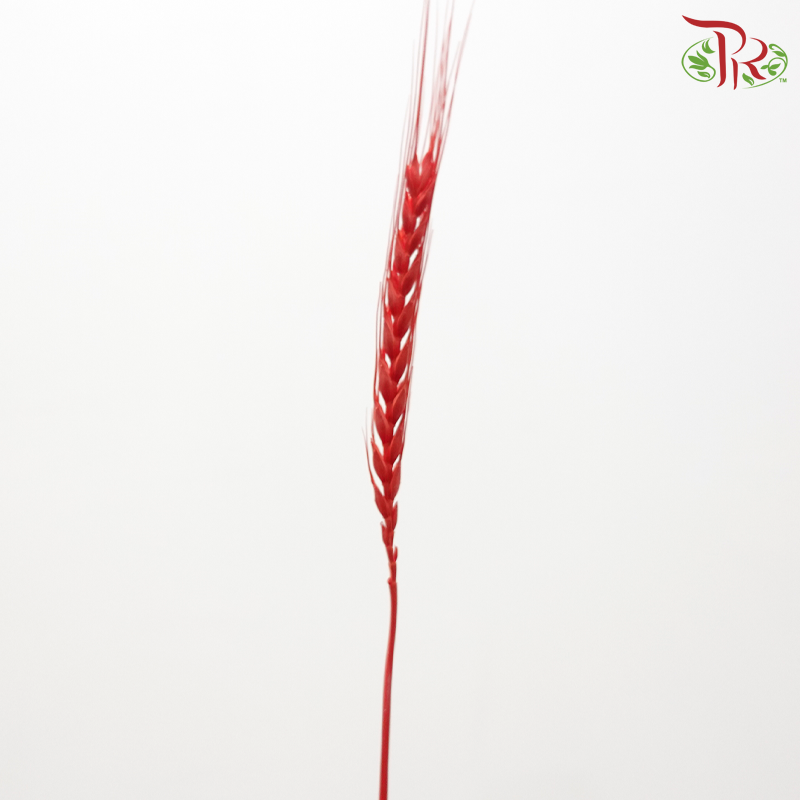 Dry Dyed Wheatgrass / Tarwe - Red (Per Bunch) – Pudu Ria Florist