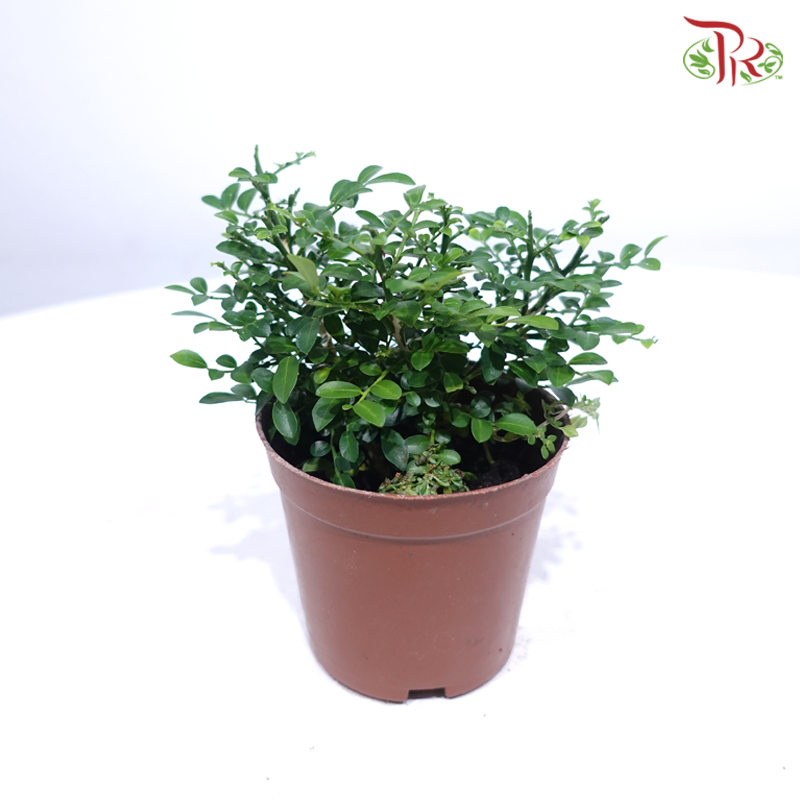 Dwarf Murraya P80《达摩九里香》 – Pudu Ria Florist
