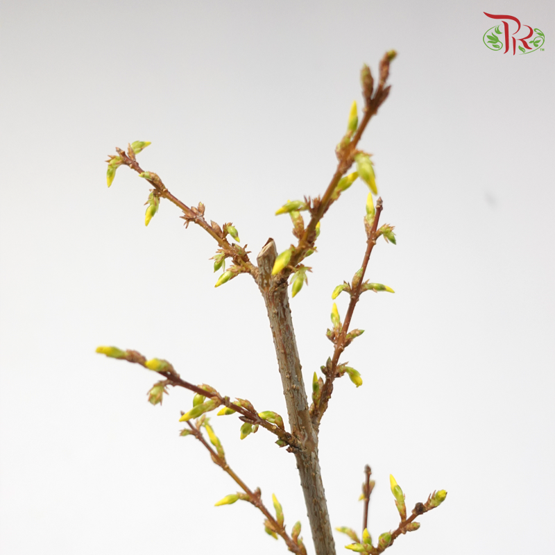 Forsythia - 120cm 连翘 . 满地黄金 (2 Stems) – Pudu Ria Florist