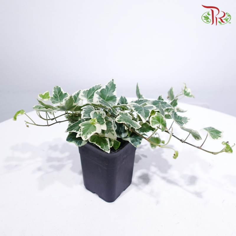 Hedera Helix Yukihotaru P90《雪莹常春藤》(XL) – Pudu Ria Florist