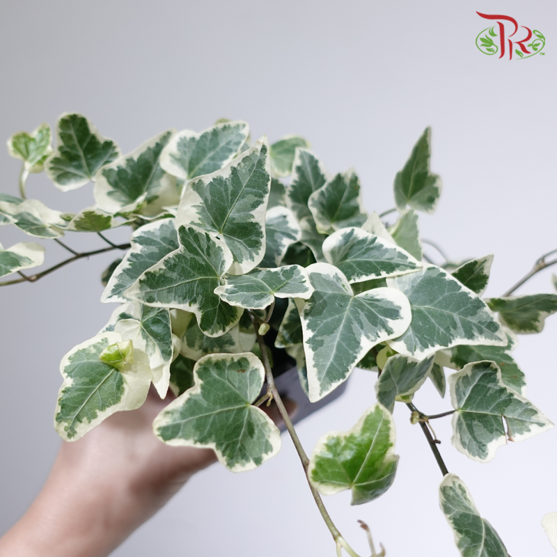 Hedera Helix Yukihotaru P90《雪莹常春藤》(XL) – Pudu Ria Florist
