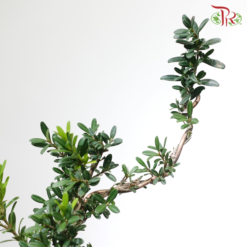 Buxus S P90《造型黄杨》 – Pudu Ria Florist