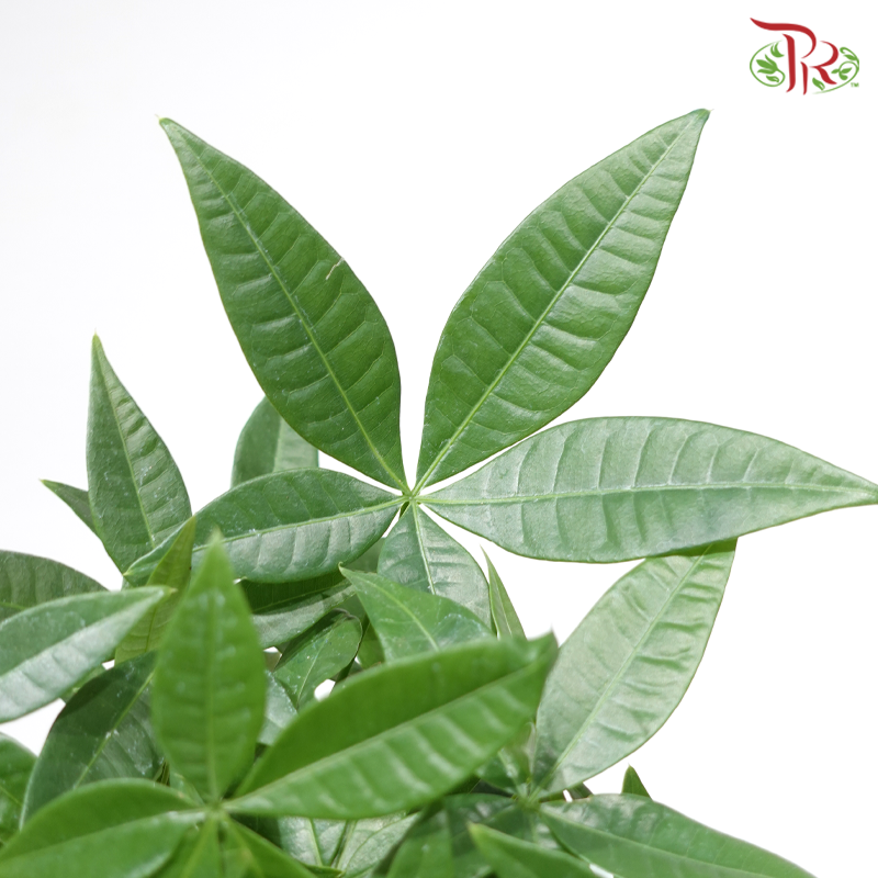 Lucky Charm Pachira P90《奇趣发财树》 – Pudu Ria Florist