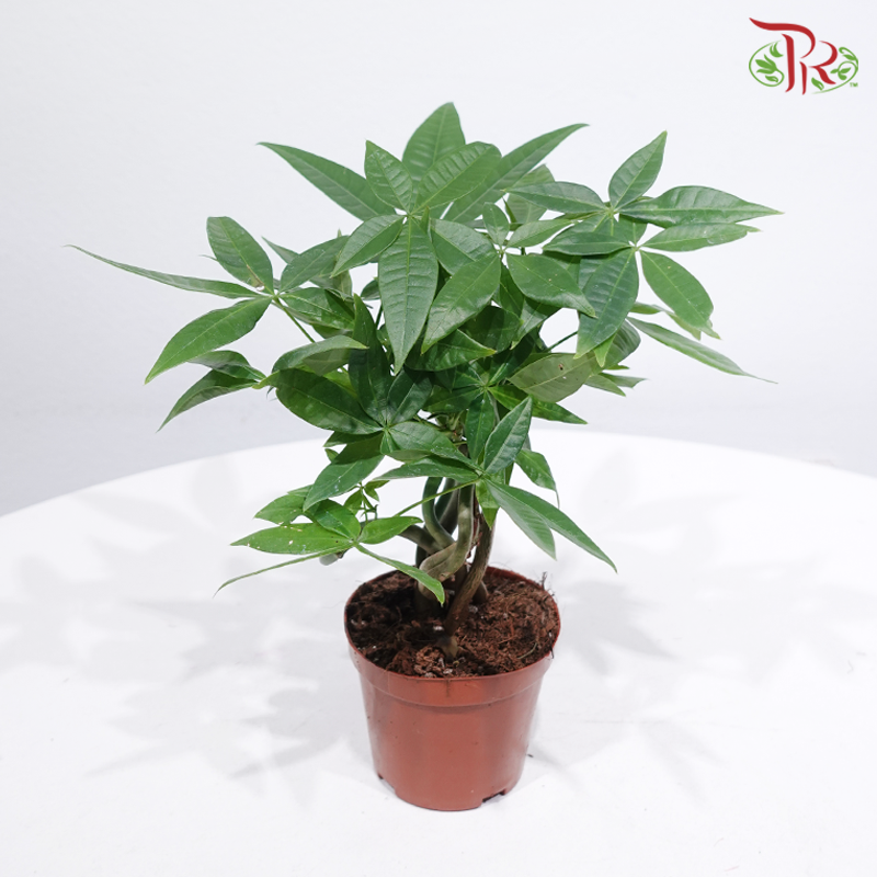 Lucky Charm Pachira P90《奇趣发财树》 – Pudu Ria Florist