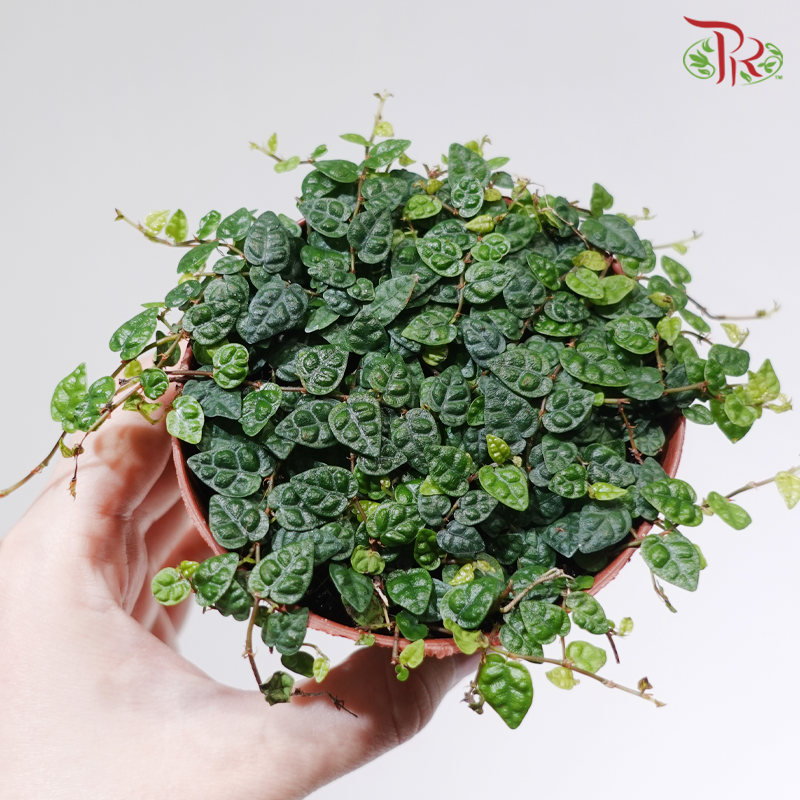 Ficus Pumila P90《薜荔》 – Pudu Ria Florist