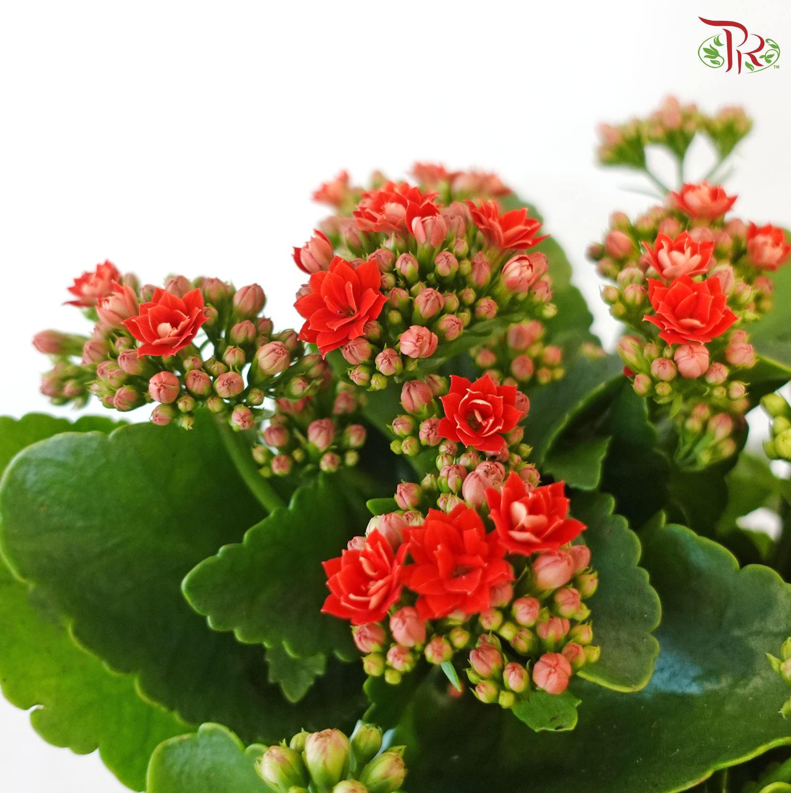 Kalanchoe Tricolour P150《长寿花》(Random Choose Color) – Pudu Ria Florist