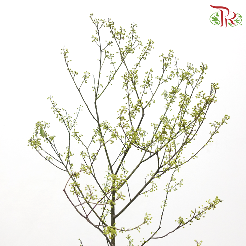 Litsea Cubeba (3 Stems) – Pudu Ria Florist