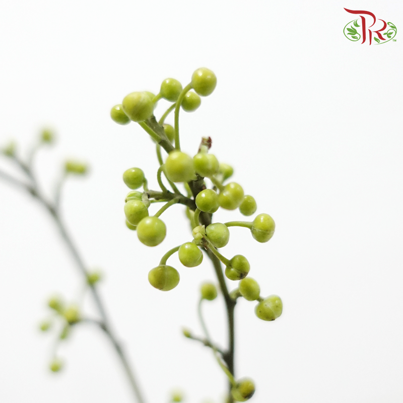 Litsea Cubeba (3 Stems) – Pudu Ria Florist