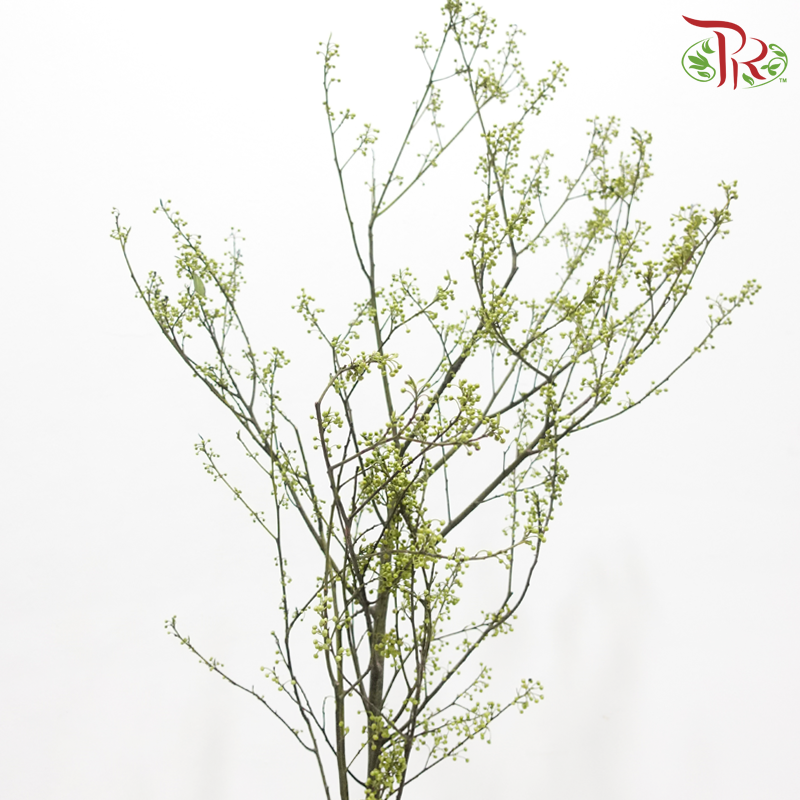 Litsea Cubeba (3 Stems) – Pudu Ria Florist