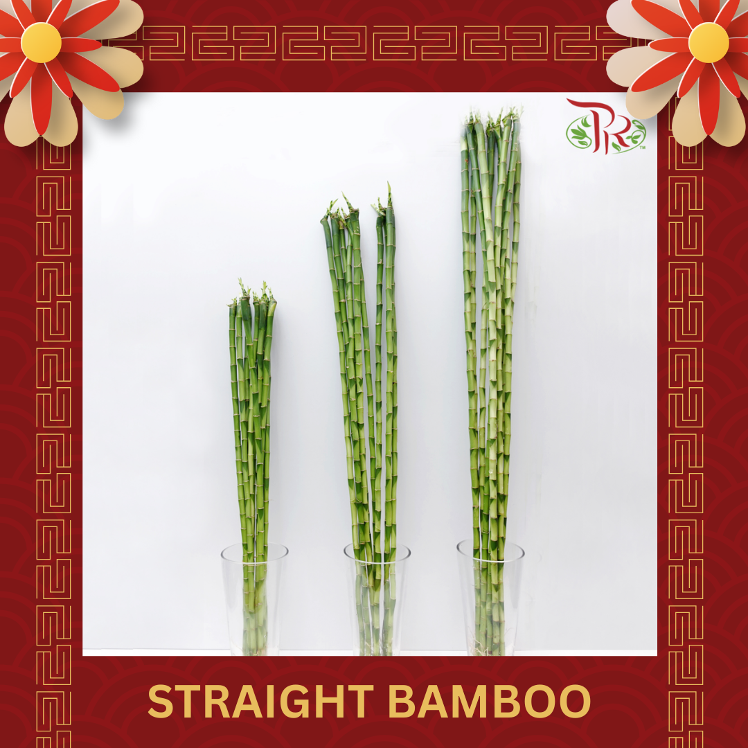 Straight Bamboo 直竹 (10 Stems) (110cm/120cm/130cm/140cm/150cm) – Pudu ...