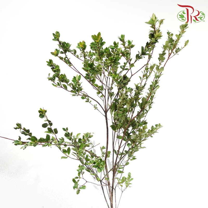 Autumn Maple (3 Stems) – Pudu Ria Florist