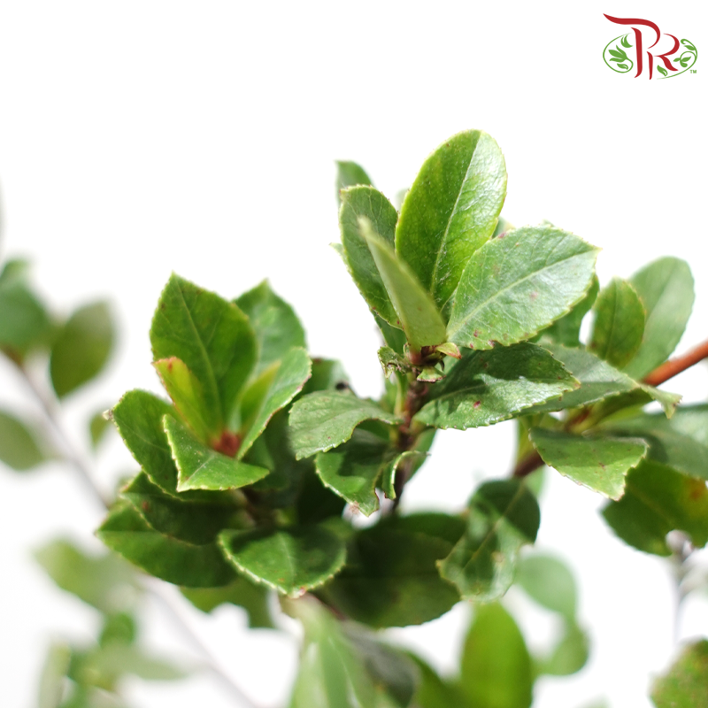 Autumn Maple (3 Stems) – Pudu Ria Florist