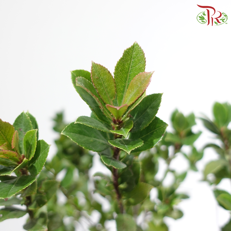 Autumn Maple (3 Stems) – Pudu Ria Florist