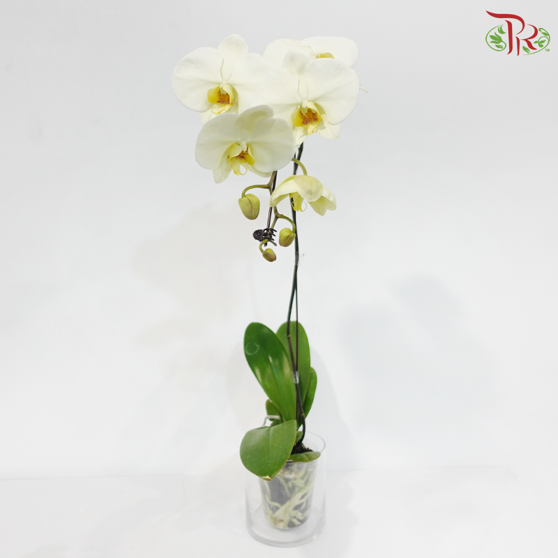 Big Size Stem Phalaenopsis Orchid - Light Green With Yellow Lips - G ...