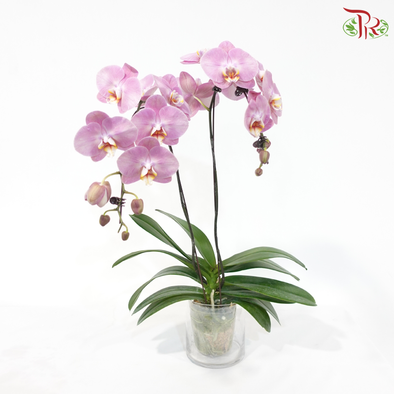 Medium Size Double Stems Phalaenopsis Orchid - Salmon Pink - SMP (KC80 ...