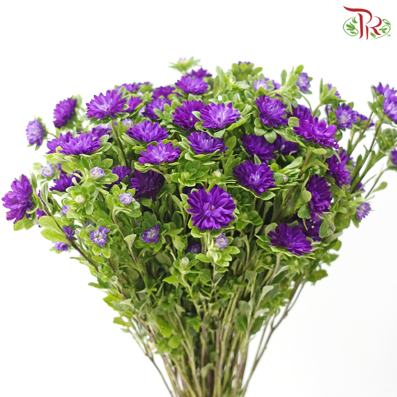 Mini Aster - Purple (Per Bunch) – Pudu Ria Florist