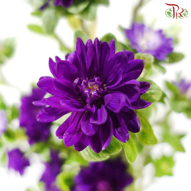 Mini Aster - Purple (Per Bunch) – Pudu Ria Florist