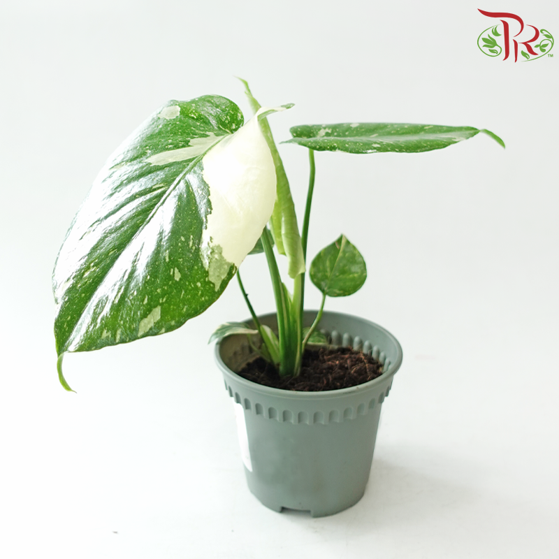 Monstera Thai Constellation《泰国金洒龟背竹》 – Pudu Ria Florist