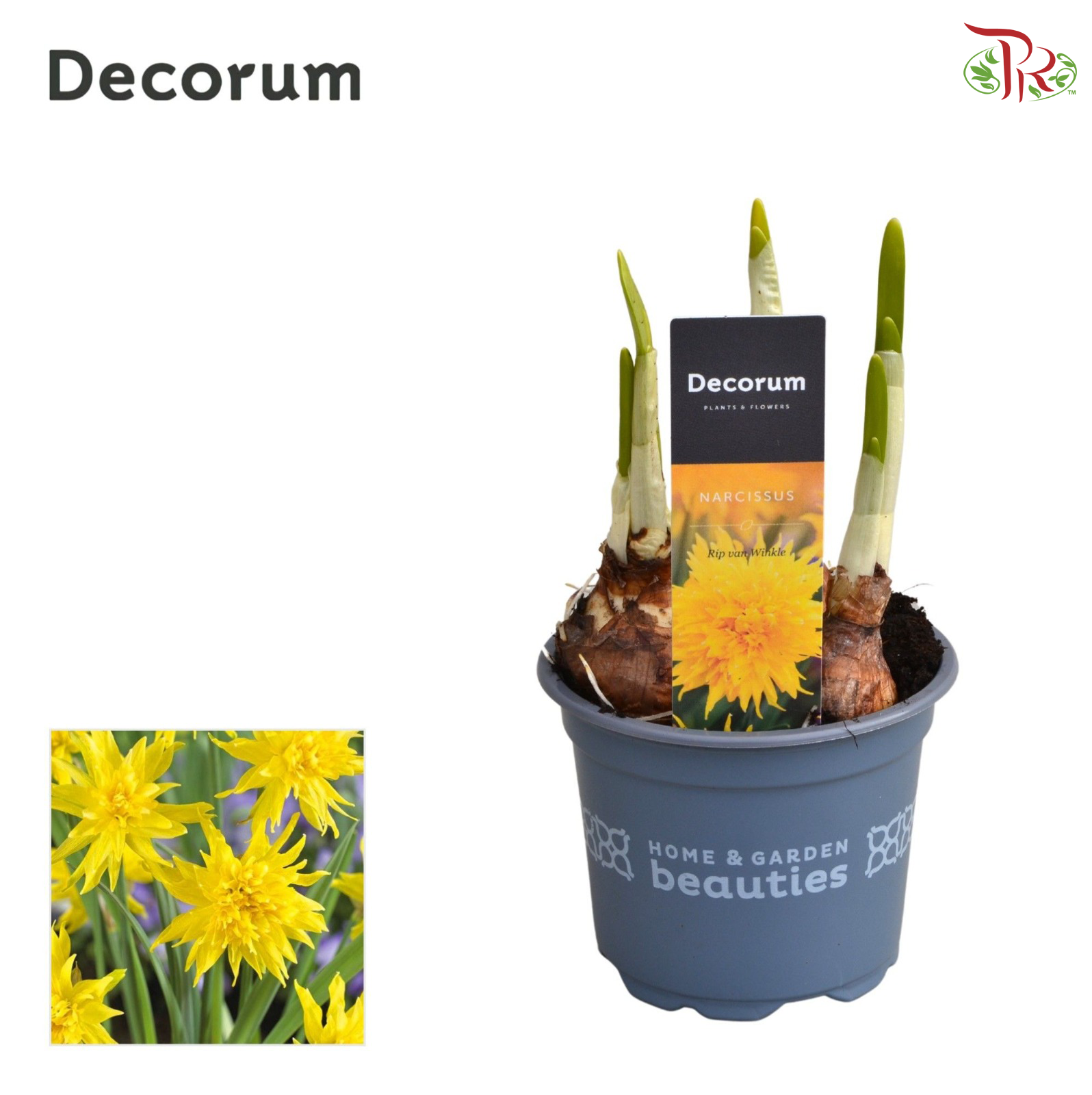 Narcissus SPP - 9cm Pot Diameter《水仙》 – Pudu Ria Florist