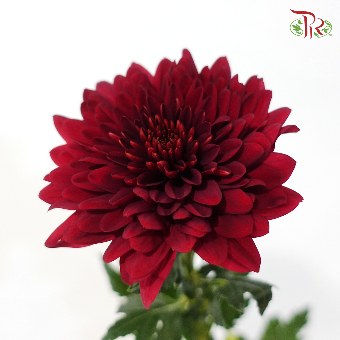 Net Mum Chrysanthemum Big - Dark Red (5-6 Stems) – Pudu Ria Florist