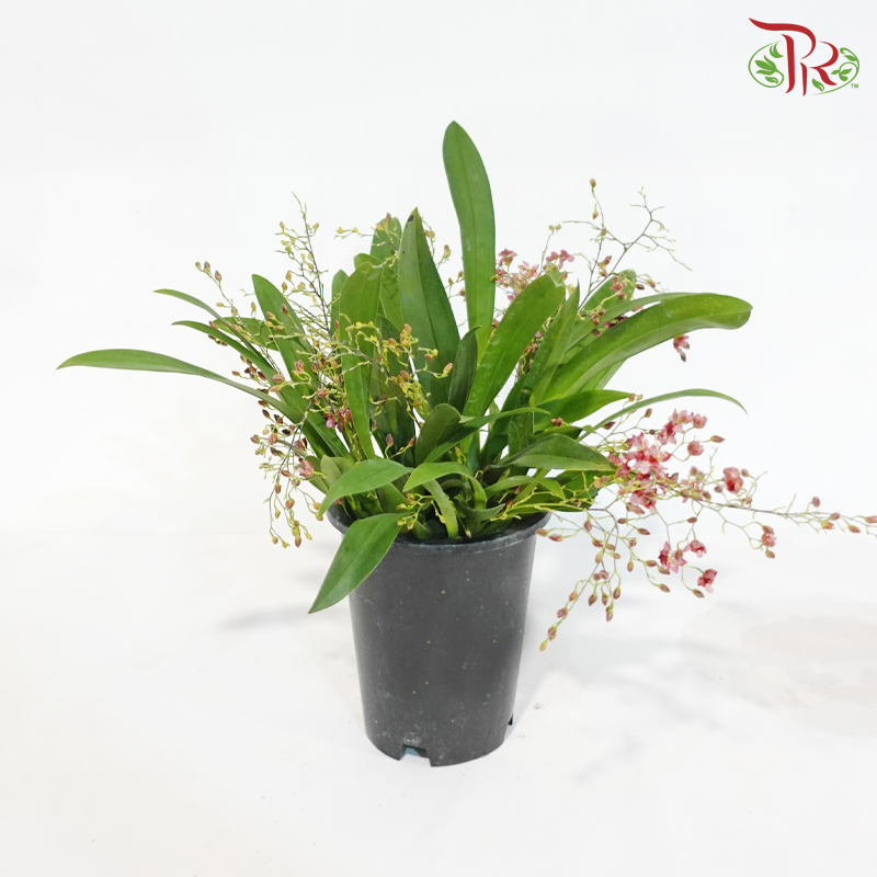Oncidium (More Than 10 Stems) 《梦香兰》(With Color Option) – Pudu Ria Florist
