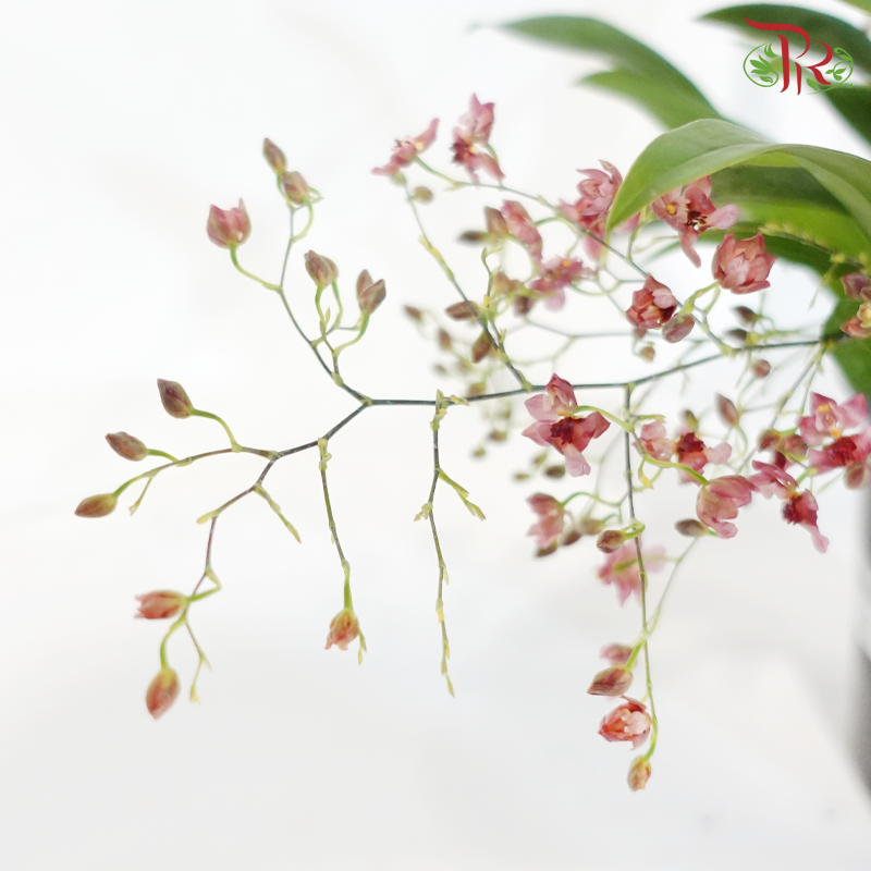 Oncidium (Less Than 10 Stems) - Pink《梦香兰》- 光棕粉 – Pudu Ria Florist
