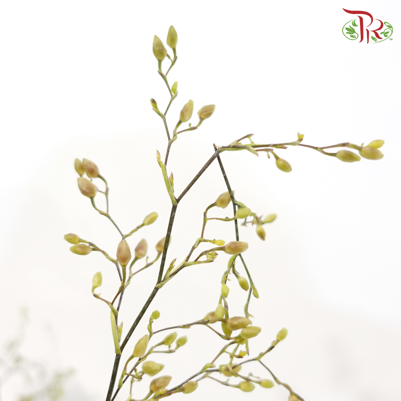 Oncidium (More Than 10 Stems) 《梦香兰》(With Color Option) – Pudu Ria Florist