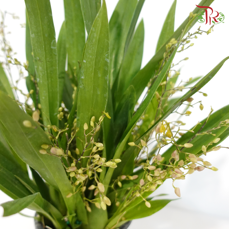 Oncidium (More Than 10 Stems) 《梦香兰》(With Color Option) – Pudu Ria Florist