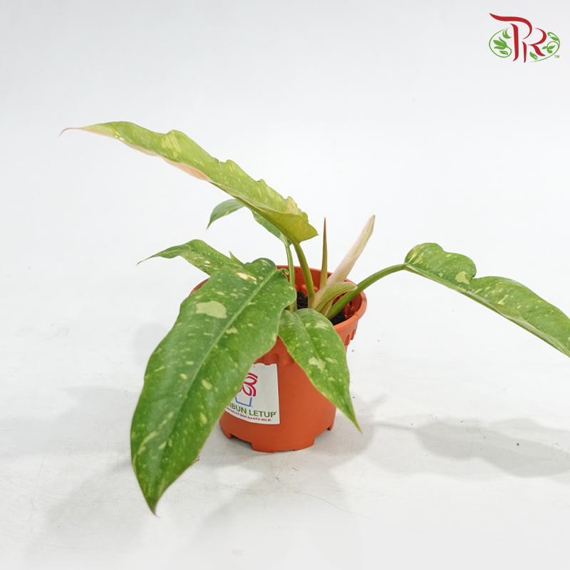 Philodendron Ring of Fire P120《火之环蔓绿绒》 – Pudu Ria Florist