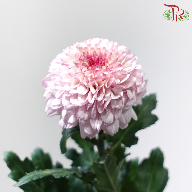 Chrysanthemum Ping Pong - Purple Serenity (12 Stems) – Pudu Ria Florist