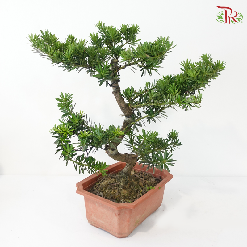 PODOCARPUS 菊花罗汉松 HEX POT (M) – Pudu Ria Florist