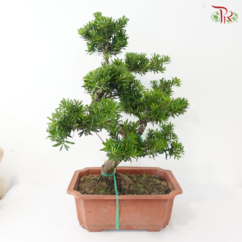 PODOCARPUS 菊花罗汉松 HEX POT (M) – Pudu Ria Florist