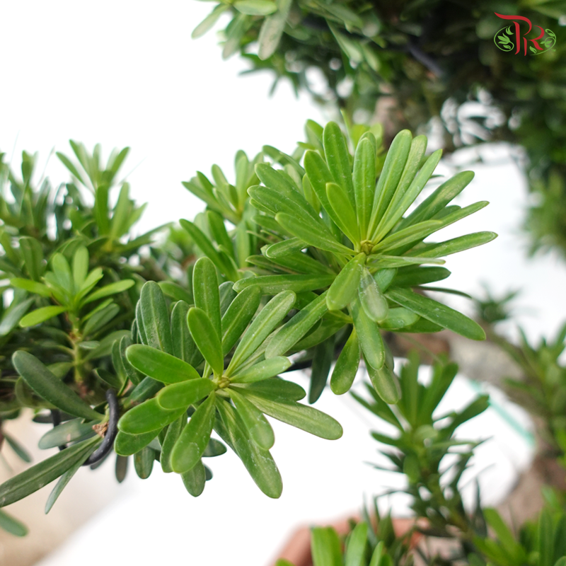 PODOCARPUS 菊花罗汉松 HEX POT (M) – Pudu Ria Florist