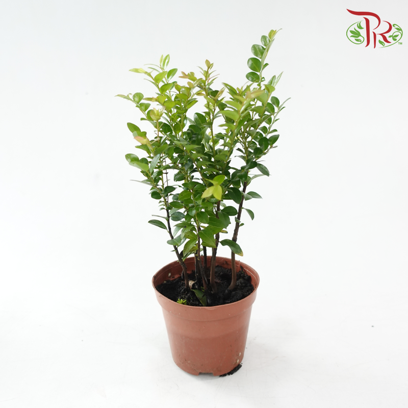 Pterocarpus Lollipop P90《小叶紫檀》 – Pudu Ria Florist