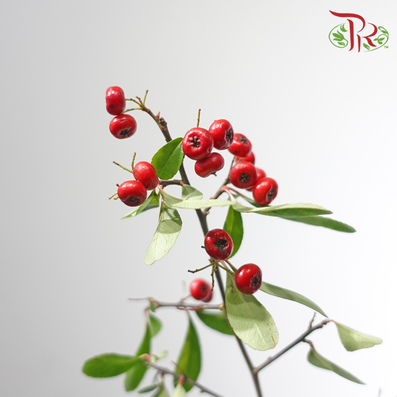 Pyracantha - Red (Huo Bao Guo) (Per Bunch) – Pudu Ria Florist