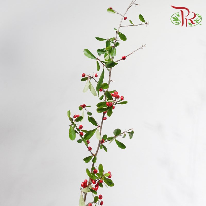 Pyracantha - Red (Huo Bao Guo) (Per Bunch) – Pudu Ria Florist