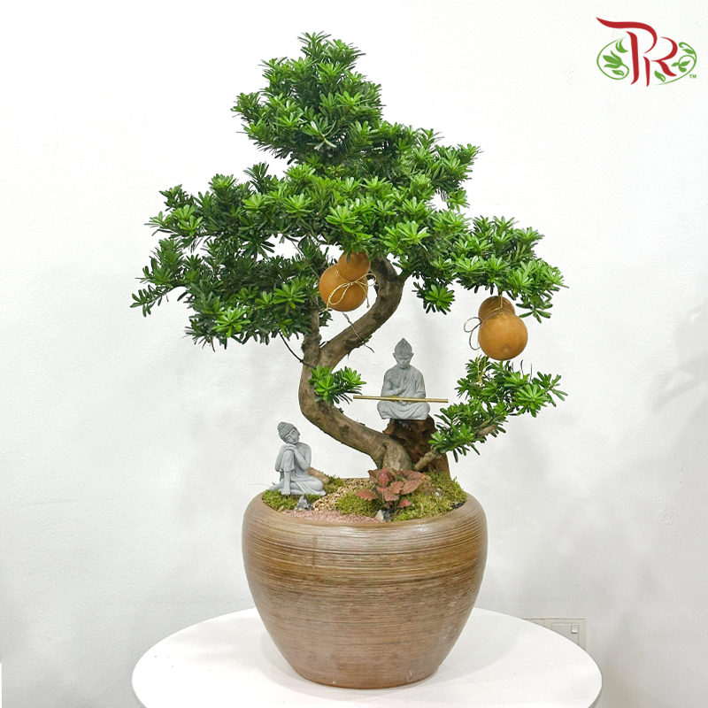 【CNY 2026】Auspicious Star Podocarpus《齐天星瑞罗汉松》 – Pudu Ria Florist