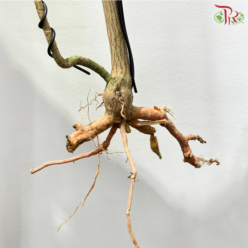 【5-6FT】 Song Of India 《富贵千年木》- Wire With Black Stem (Per Stem) – Pudu ...