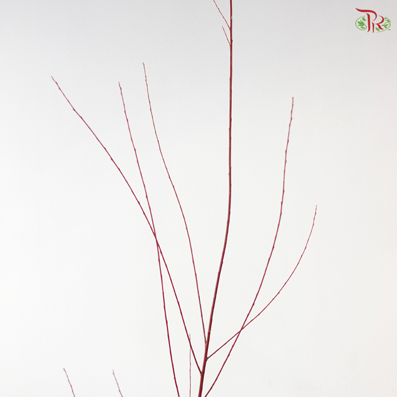 Salix Red (Per Bunch) – Pudu Ria Florist