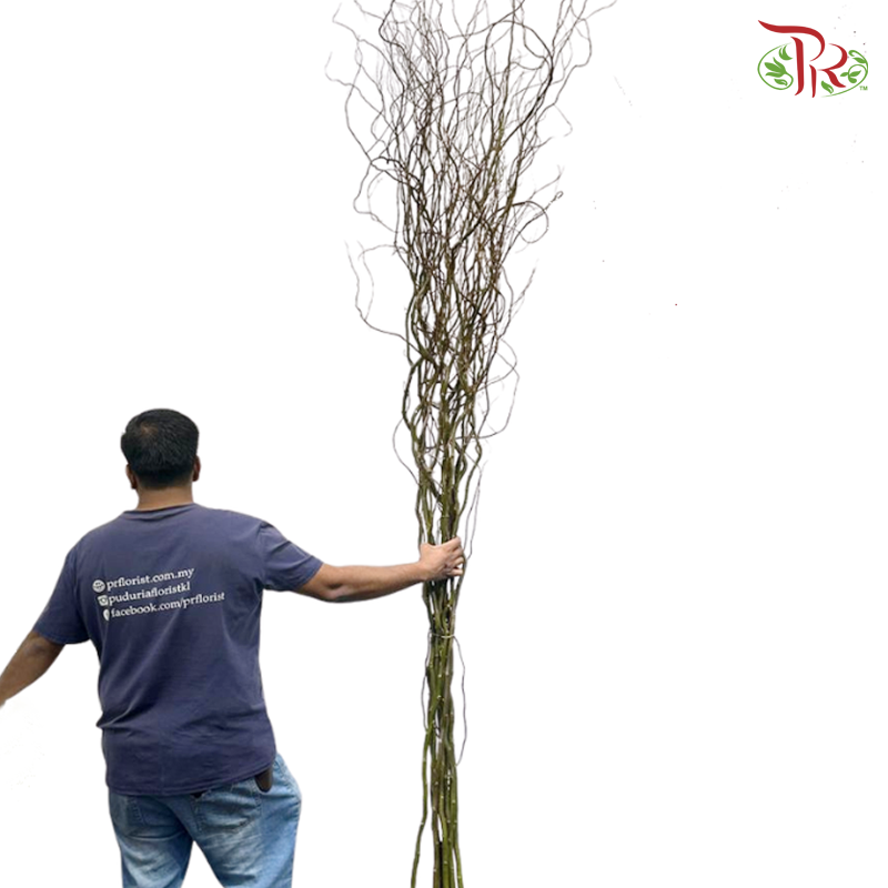 Salix Natural (Per Bunch) – Pudu Ria Florist