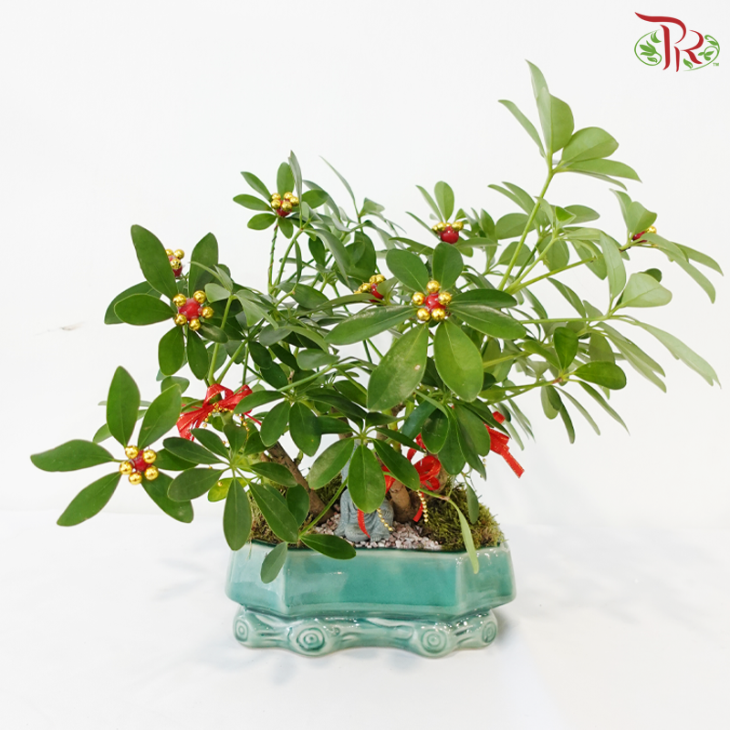 CNY Arrangement - Seven Miles Fortune (Schefflera Plant) 《七里招财》 – Pudu ...