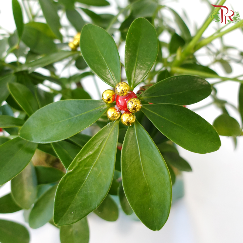 CNY Arrangement - Seven Miles Fortune (Schefflera Plant) 《七里招财》 – Pudu ...