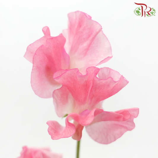 Sweet Pea - Mumsie Pink (5 Stems)